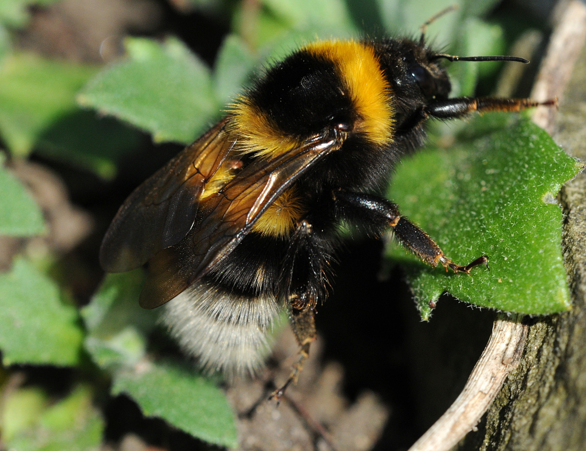 Bumblebee id notes - Northern Naturalist