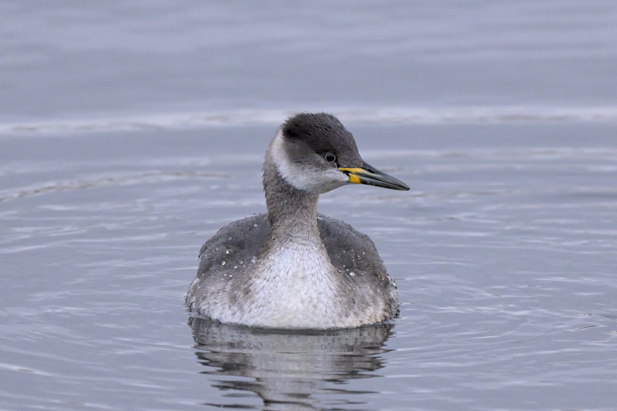 Red-necked Grebe, Clowbridge Reservoir - Northern Naturalist